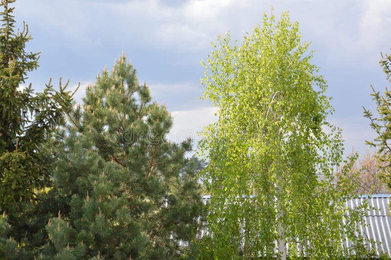 Panorama of the Garden in the Village in Spring Stock Photo - Image of ...