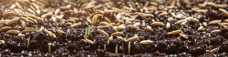 Panorama, Germ Buds Growing on Soil, Planting Grasses Stock Image ...