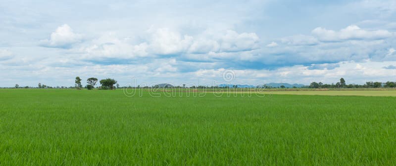 Panorama Green Fresh Rice Field with Sky Stock Image - Image of growth ...