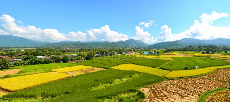 Panorama Green Rice Field with Mountain Stock Photo - Image of ...