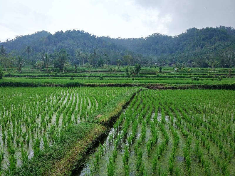 Panorama of Green Rice Fields with Palm Trees on the Tropical Island of ...