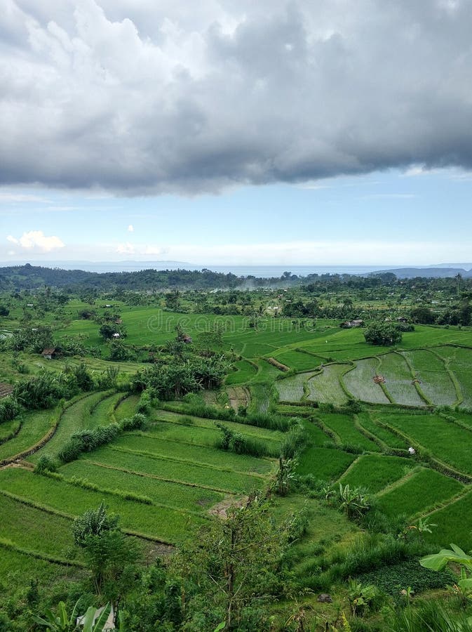 Panorama of Green Rice Fields with Palm Trees on the Tropical Island of ...