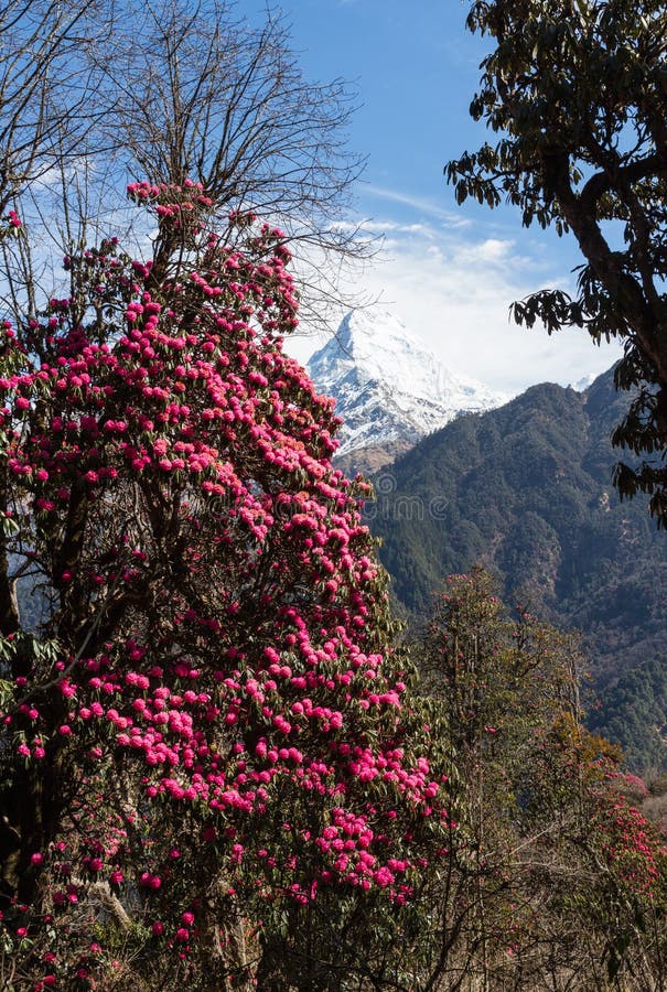 Panorama of the Himalayas in Nepal Spring Stock Photo - Image of nepal ...