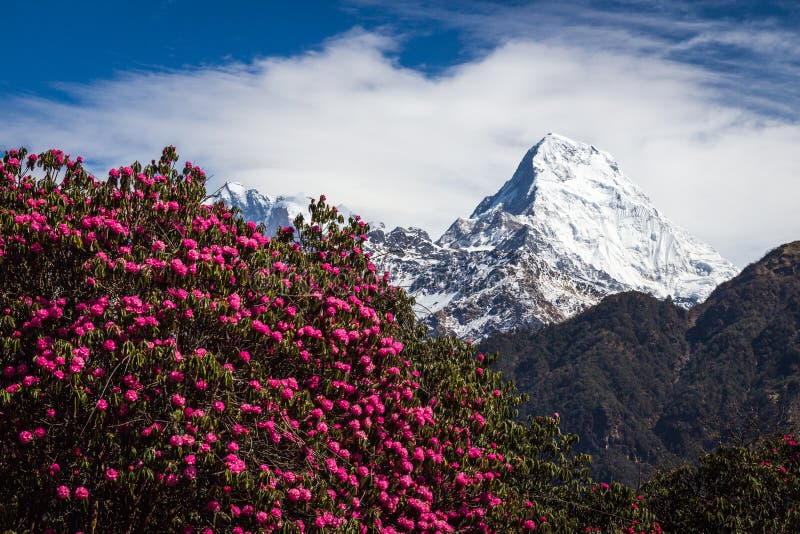 Panorama of the Himalayas in Nepal Spring Stock Image - Image of high ...