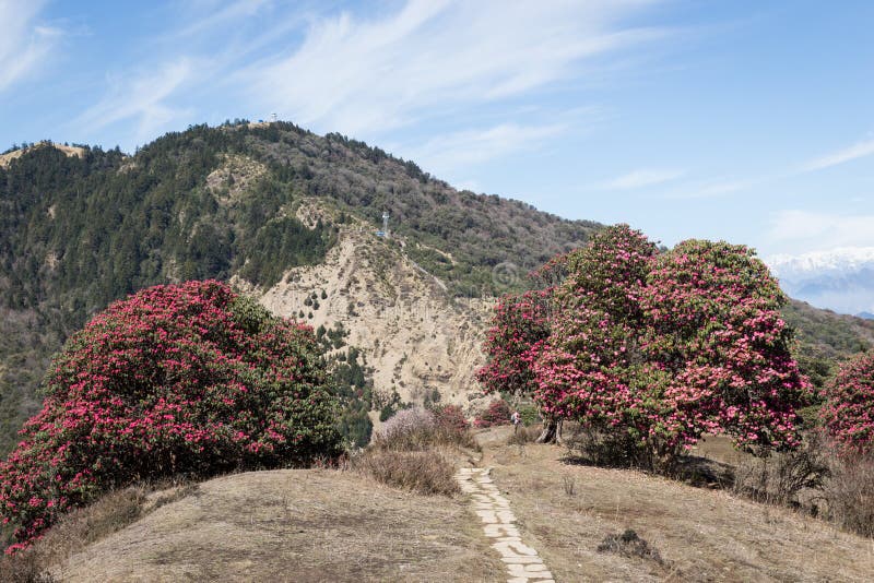 Panorama of the Himalayas in Nepal Spring Stock Photo - Image of beauty ...