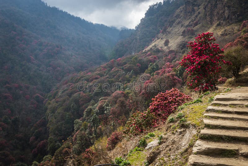 Panorama of the Himalayas in Nepal Spring Stock Image - Image of beauty ...