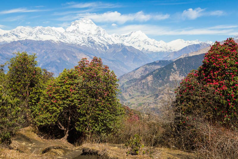 Panorama of the Himalayas in Nepal Spring Stock Image - Image of bright ...