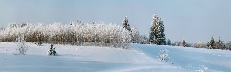 Panorama of Hoary Tree Planting with Spruces in Deep Snow Stock Image ...