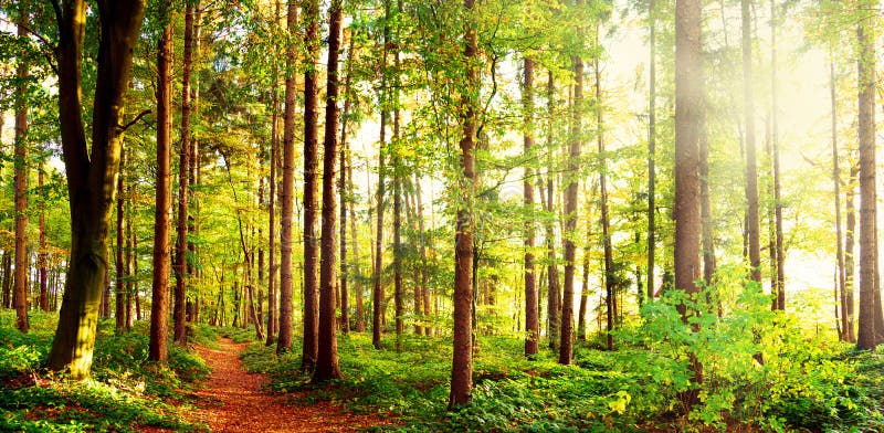 Panorama of an Idyllic Forest in Autumn Stock Image - Image of foliage ...