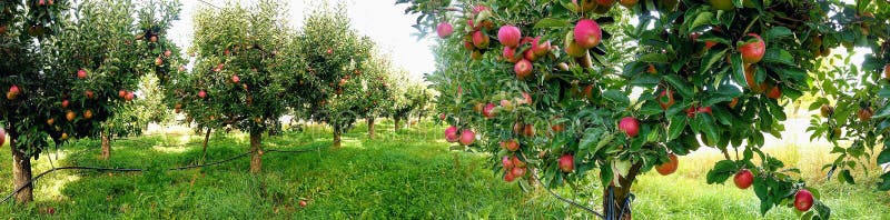 Panorama Image .Apple Trees in an Orchard, with Fruits Ready for ...