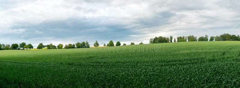 Panorama Landscape of Green Farm Fields and Trees in the Background ...