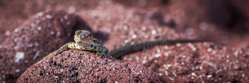 Panorama of Lava Lizard Climbing Red Rock Stock Photo - Image of ...
