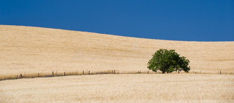Panorama of Lone Tree and Blue Sky Stock Photo - Image of pathway ...