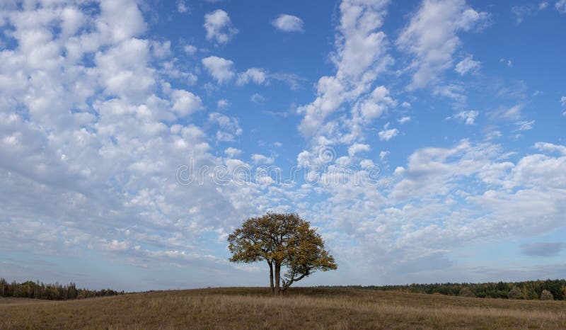 Panorama with a Lonely Tree on a Hill. Tree Under Blue Sky with Clouds ...