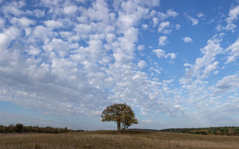 Panorama with a Lonely Tree on a Hill. Tree Under Blue Sky with Clouds ...