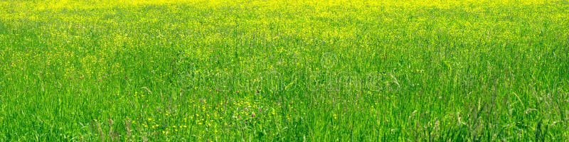 Panorama of Lush Spring Field Stock Image - Image of cloud, herb: 253758179