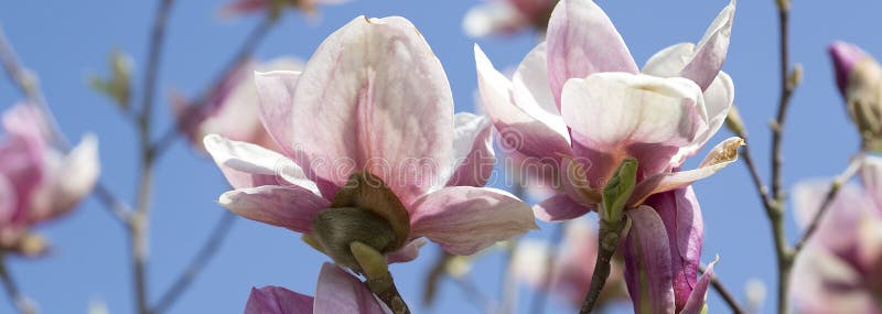 Panorama of Magnolia Tree in Springtime Stock Image - Image of breed ...