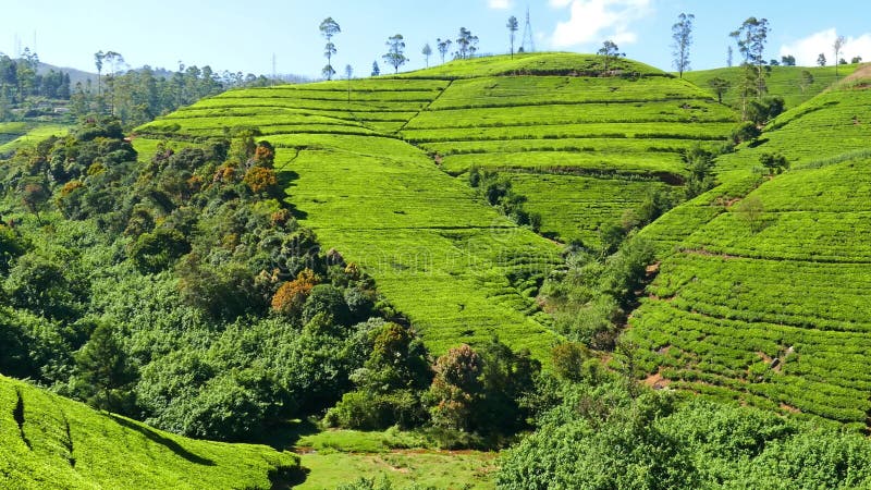 Mountain Tea Plantation in Sri Lanka 4k Stock Video - Video of idyllic ...