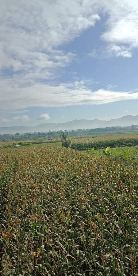 Panorama of Mountains and Rice Fields with Corn Trees? Stock Photo ...