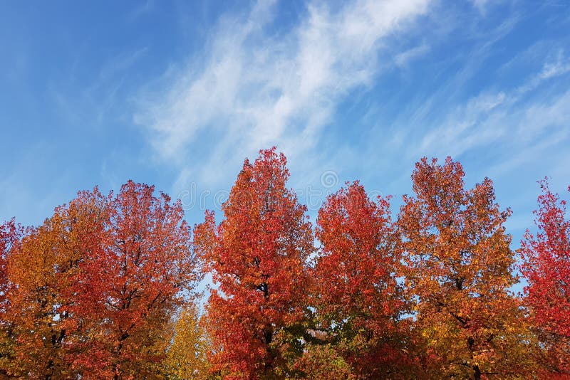 Panorama of Multi Colored Autumn Trees with Blue Sky in the Background ...