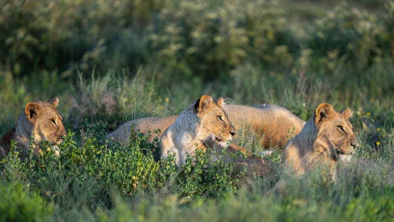 Panorama of Multiple Lionesses in the Grass Stock Photo - Image of ...
