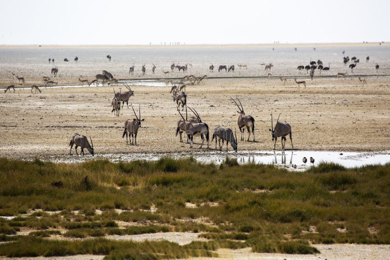 Panorama in Namibia Mit Antilopen Stockbild - Bild von antilopen, tier ...