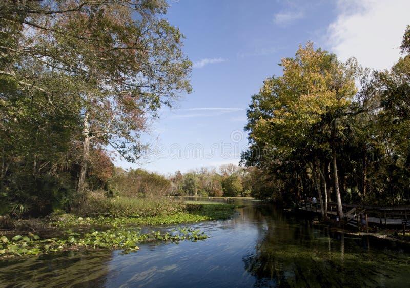 Panorama of Natural Spring in Florida Stock Image - Image of blue ...