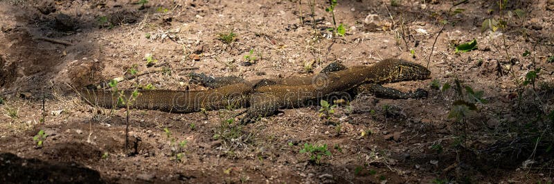 Panorama of Nile Monitor Lying on Ground Stock Image - Image of nature ...