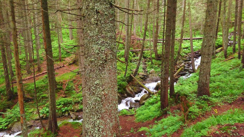 Panorama of the Old Conifer Forest, Mount Hoverla, Ukraine Stock ...