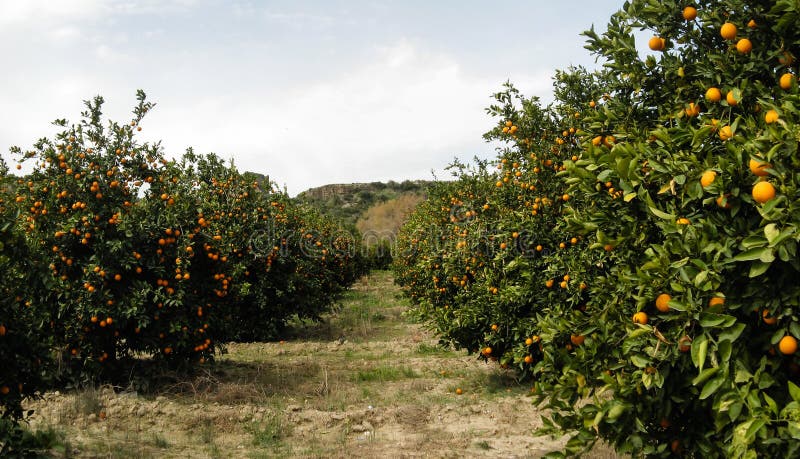 Panorama of Orange Tree Farm Plantation in Turkey Stock Image - Image ...