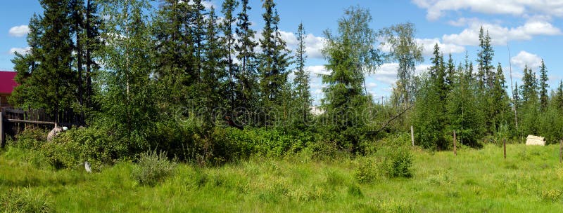 Panorama of Overgrown Abandoned Plot with Fir Trees and Bushes with a ...