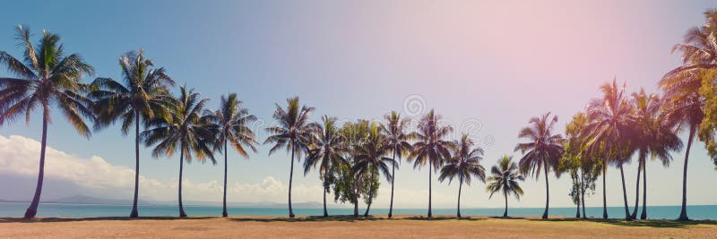 Panorama with Palm Trees on the Beach Stock Image - Image of seascape ...