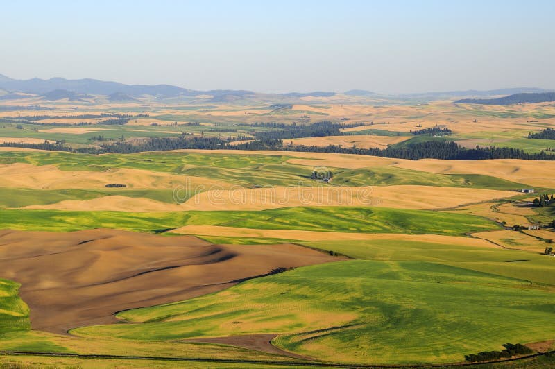 Panorama of Palouse, Washington State Stock Image - Image of colour ...