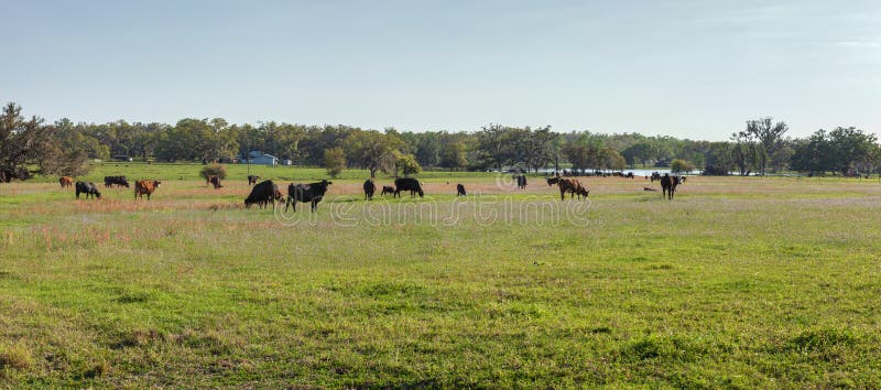 Panorama of a Pasture with Cattle on a Bright Spring Day in Central ...
