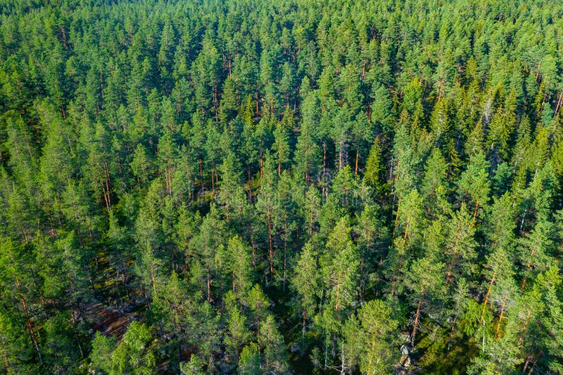 Panorama of Pine Forest Near Rauma, Finland Stock Photo - Image of pond ...