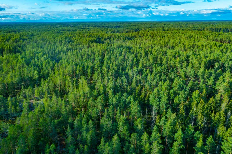 Panorama of Pine Forest Near Rauma, Finland Stock Image - Image of ...