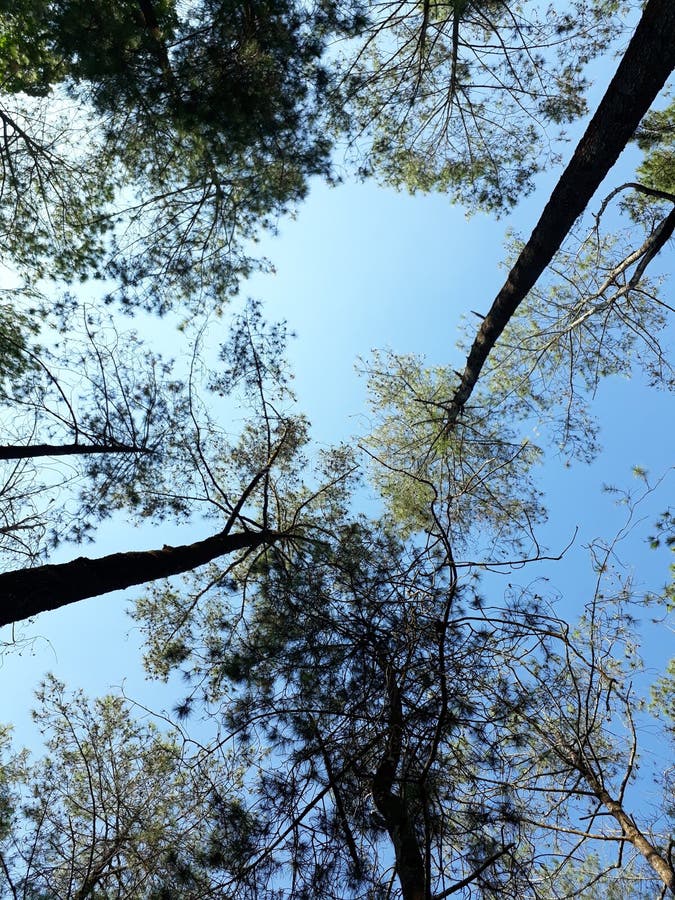 Panorama of Pine Trees from Below Stock Image - Image of spring, tree ...