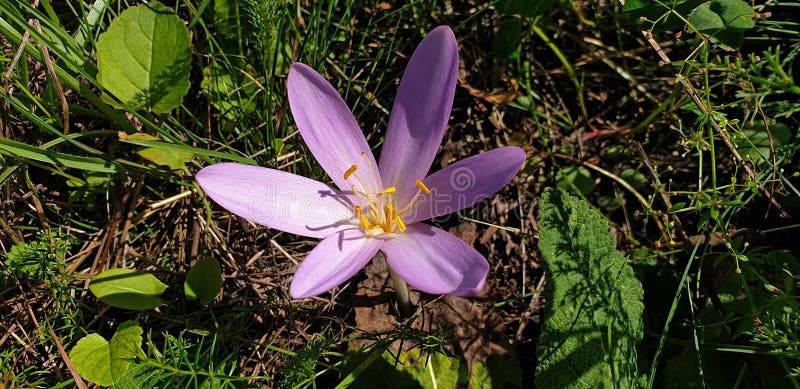 Pink Colchicum `Waterlilly` after Rain Stock Photo - Image of wich ...