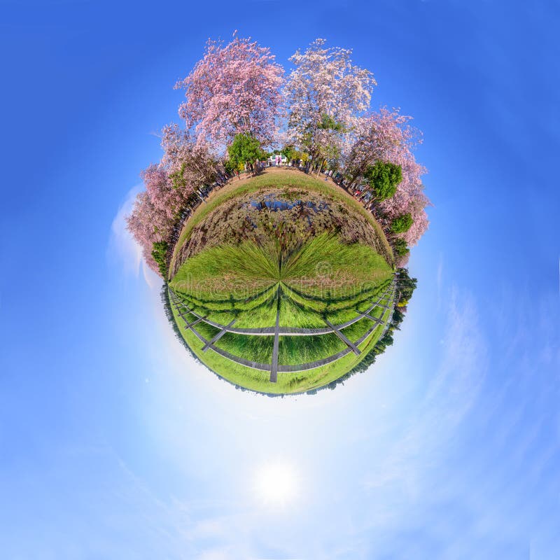 360 Panorama Pink Tecoma Flower Stock Photos - Free & Royalty-Free ...