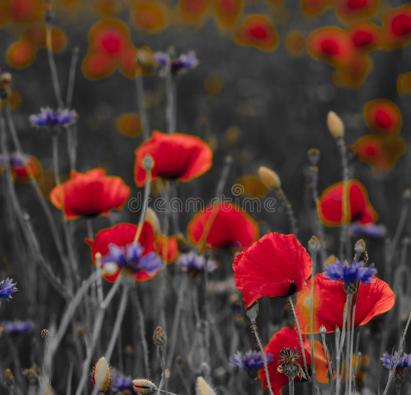 Panorama of Poppies and Wild Flowers, Selective Color, Red and B Stock ...