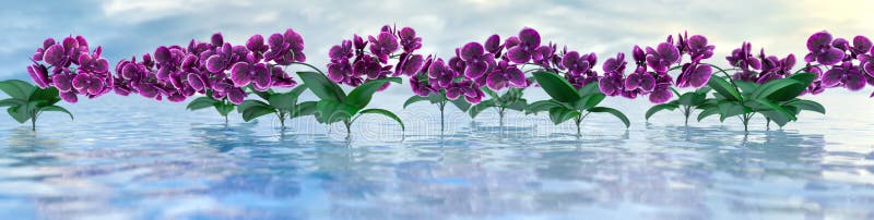 Panorama of Purple Orchids Over the Water Surface with Reflections ...