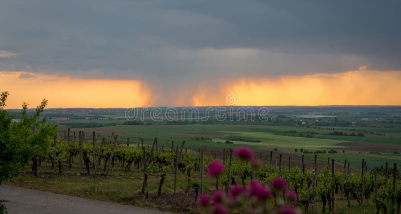 Evening rain in a vineyard stock photo. Image of europe - 121842700
