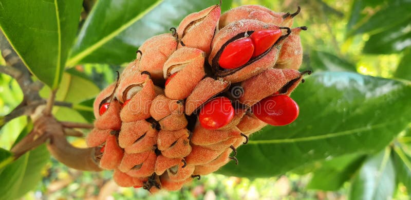 Panorama of Red Magnolia Seeds Stock Photo - Image of plant, shrub ...