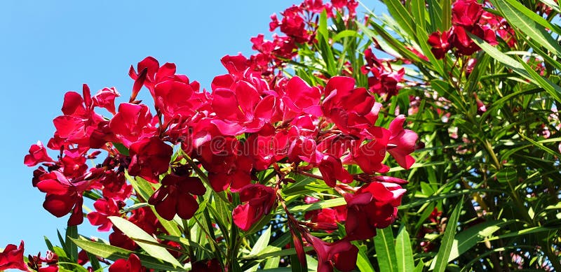 Red Nerium Oleander Flowers Stock Image - Image of sunny, closeup ...