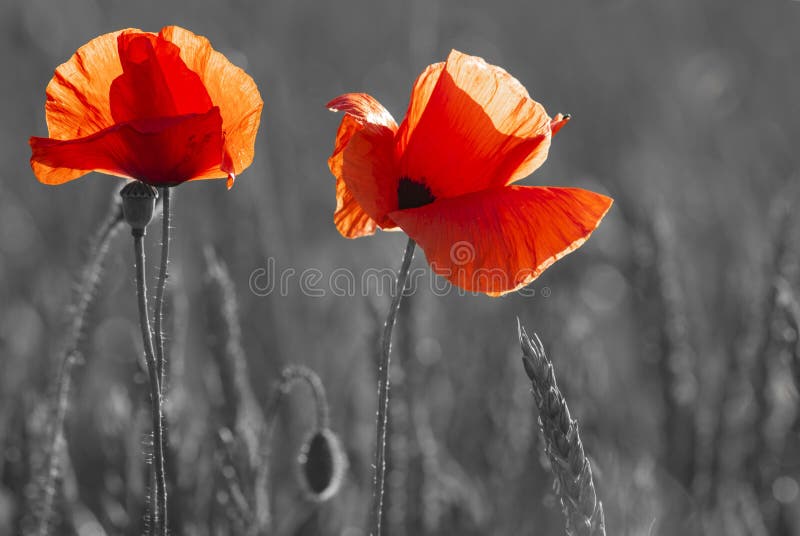 Red Poppies,selective Color, only Red and Black Stock Image - Image of ...