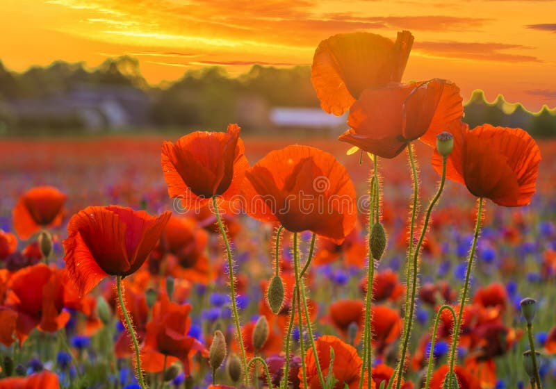 Poppies in sunset light stock photo. Image of bright - 105405142