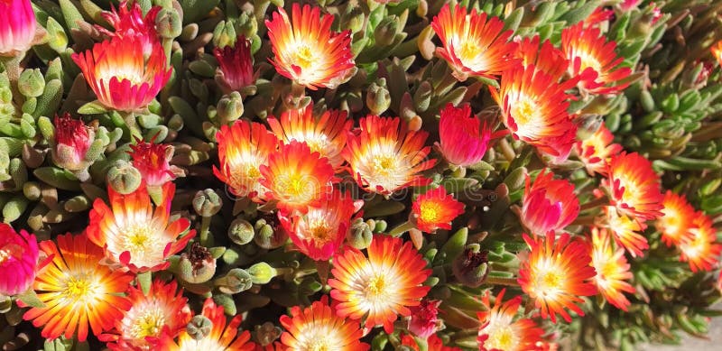 Red and Yellow Delosperma Cooperi Flowers Stock Image - Image of ...