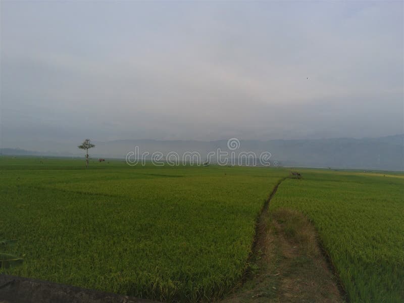 Panorama of rice farming stock image. Image of field - 242471969