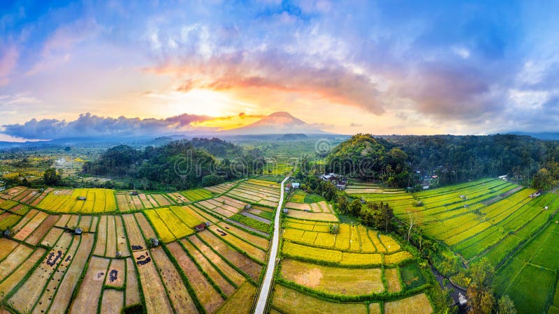 Panorama of Rice Field and Mount Agung in Bali, Indonesia Stock Photo ...