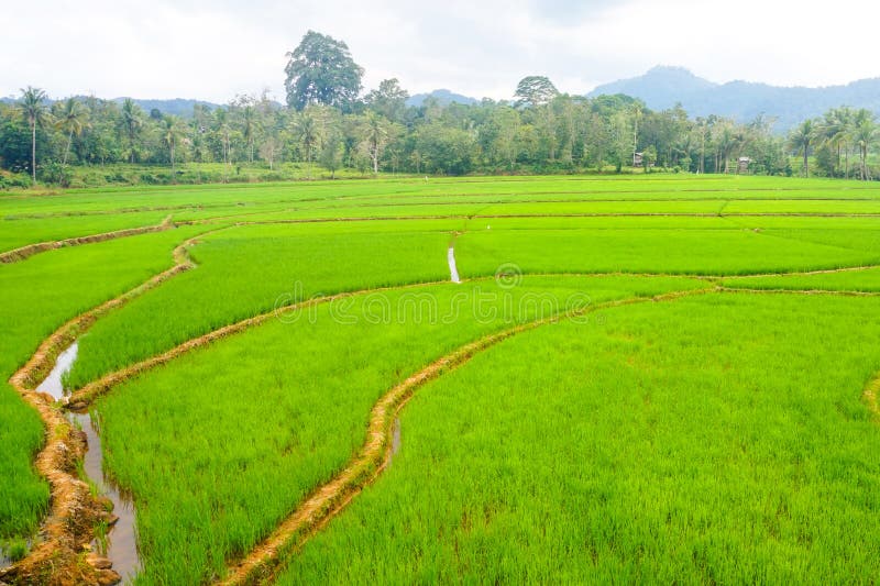 Panorama of Rice Fields in the Countryside in the Morning Stock Photo ...